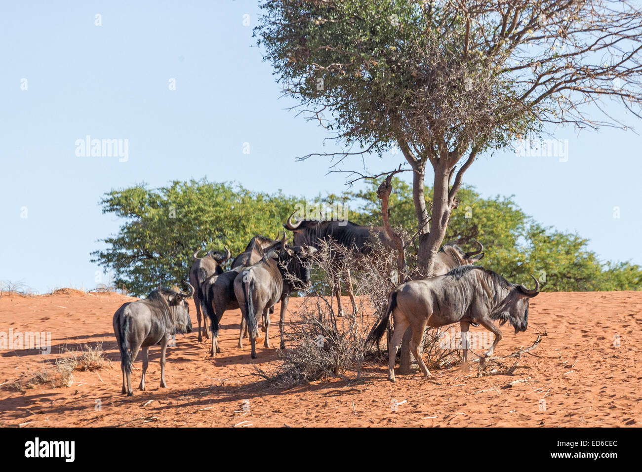 Blue Wildebeest aka common wildebeest, white-bearded wildebeest, or ...