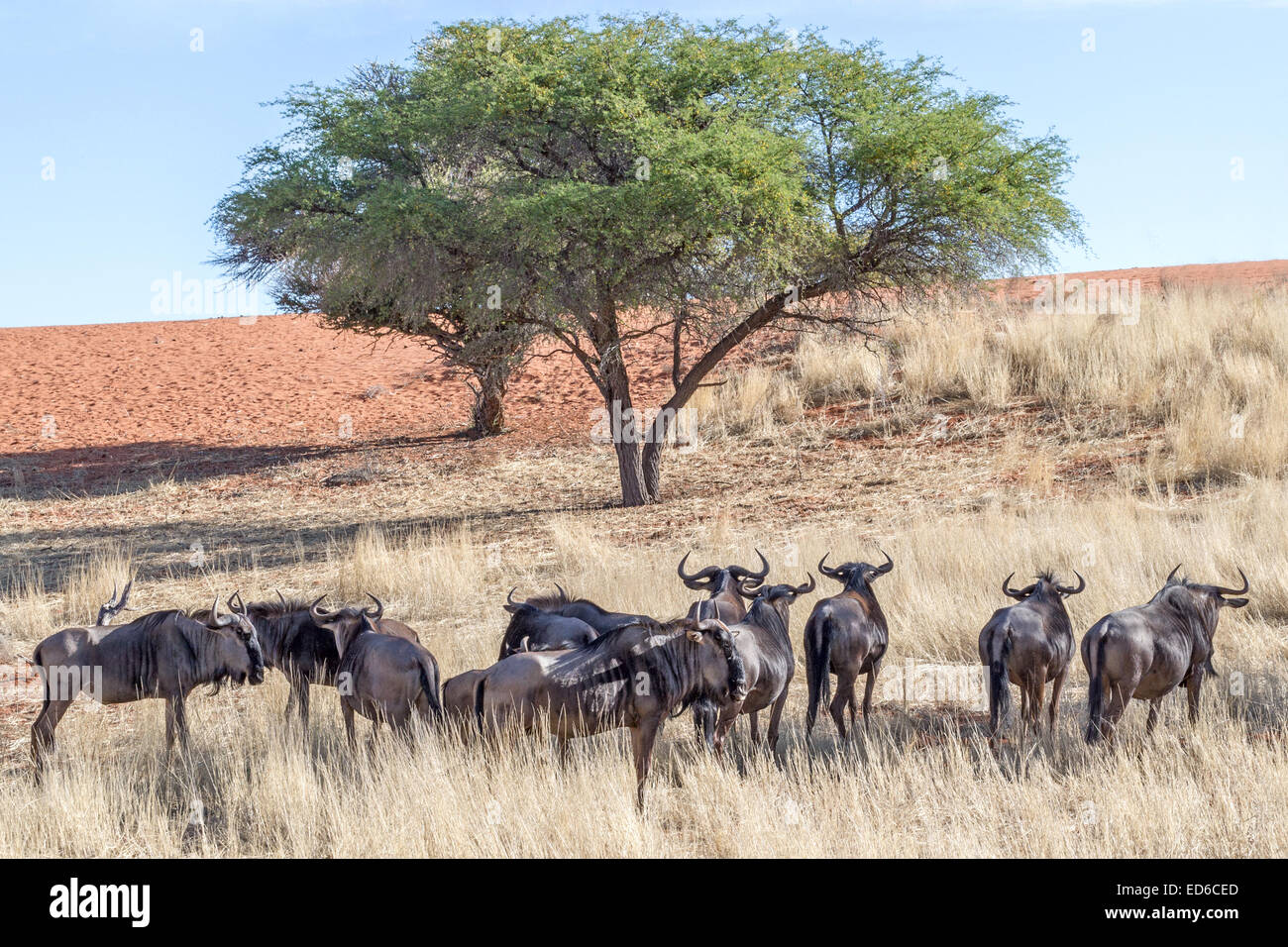 Blue Wildebeest aka common wildebeest, white-bearded wildebeest, or ...
