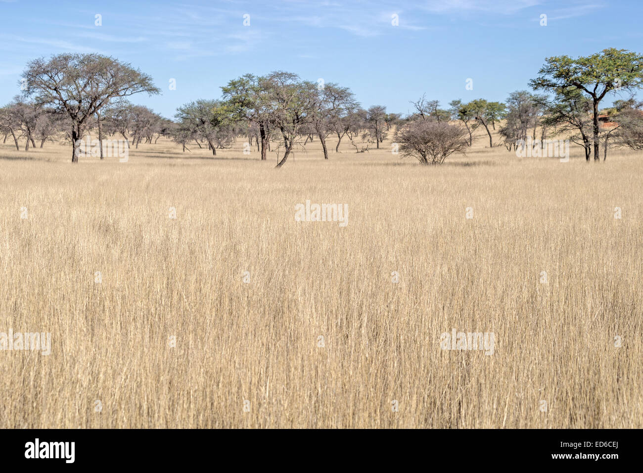 Grass & trees, Kalahari desert, Namibia Stock Photo - Alamy