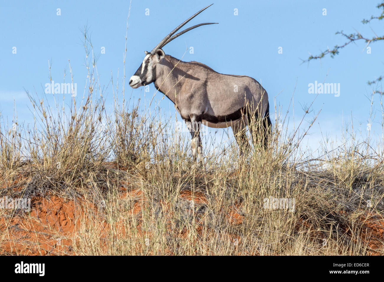Red sand dunes kalahari desert hi-res stock photography and images - Alamy