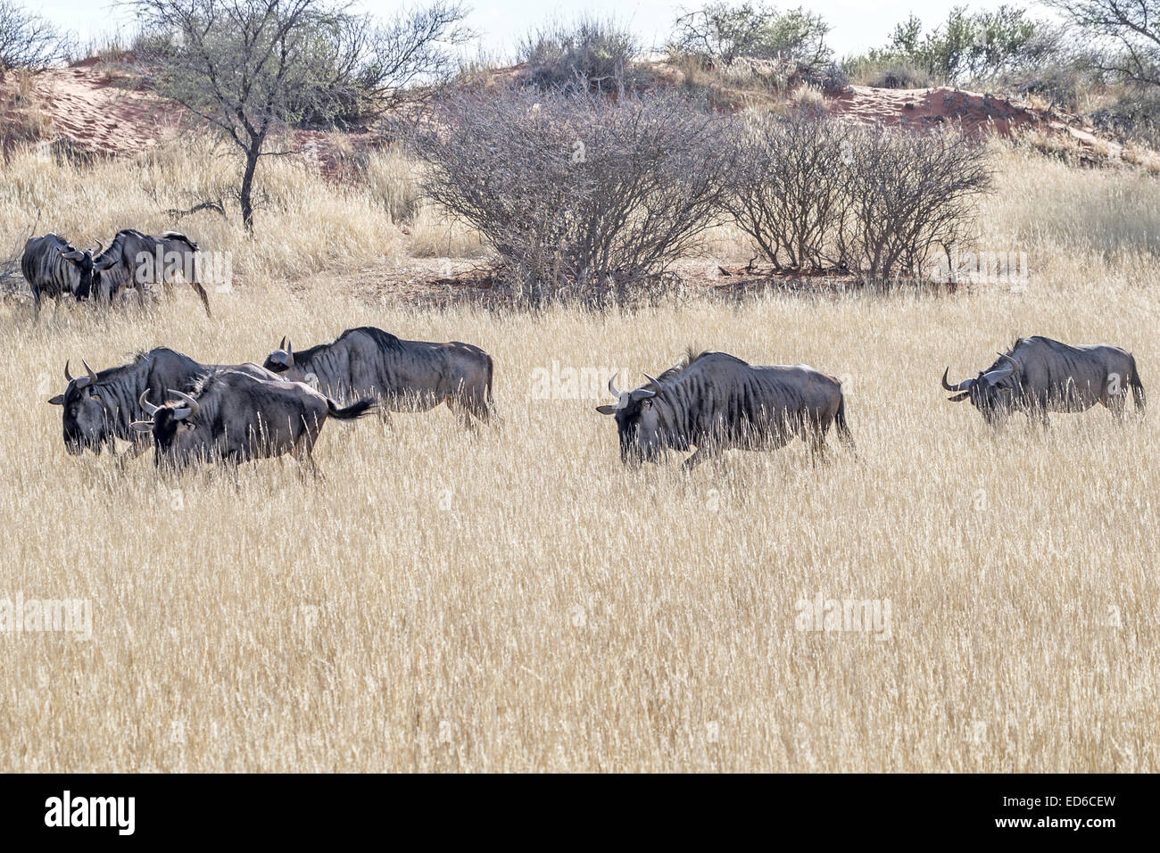 Blue Wildebeests aka common wildebeest, white-bearded wildebeest, or ...