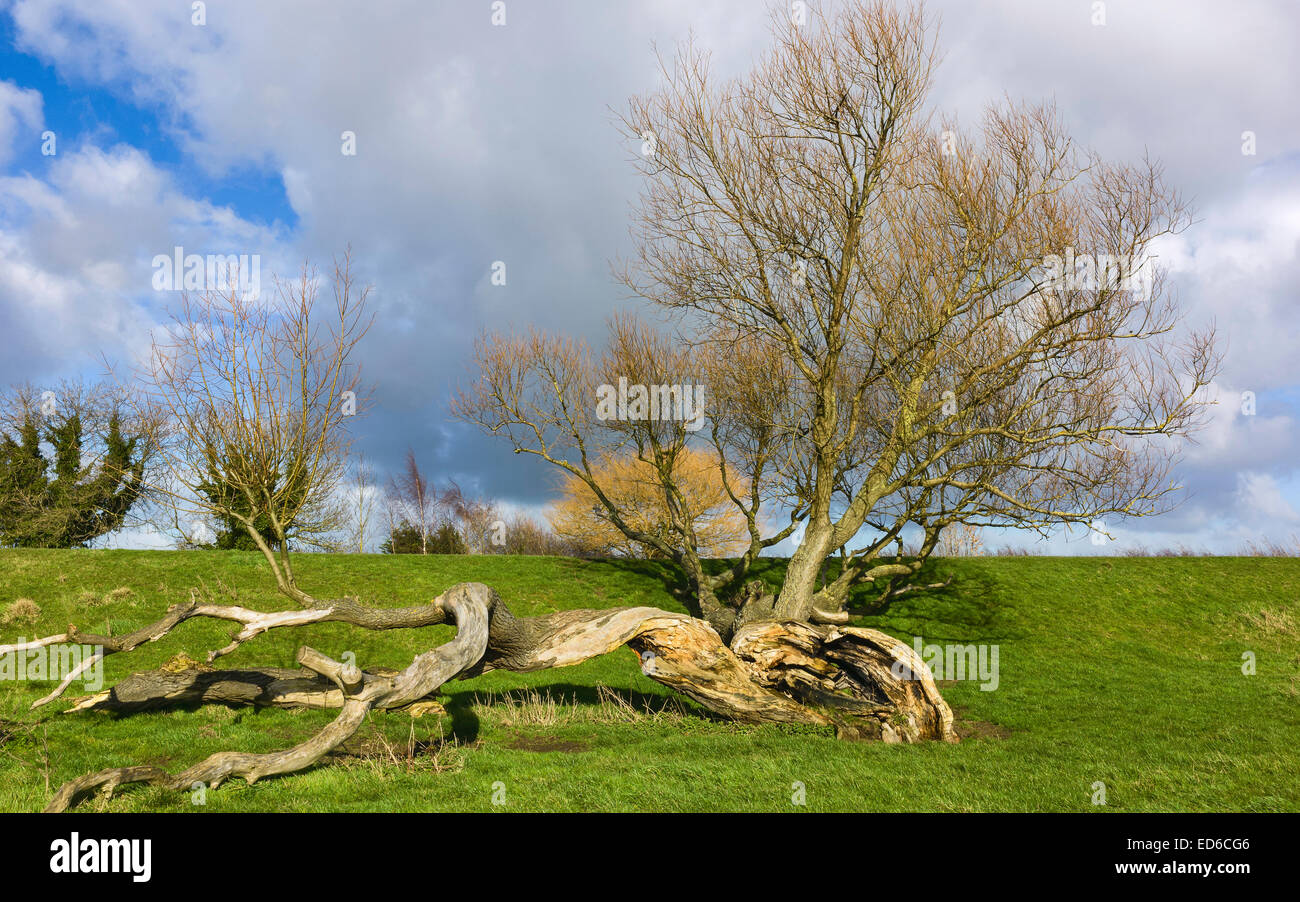 Fallen tree caused by storm damage during winter along the raised bank ...