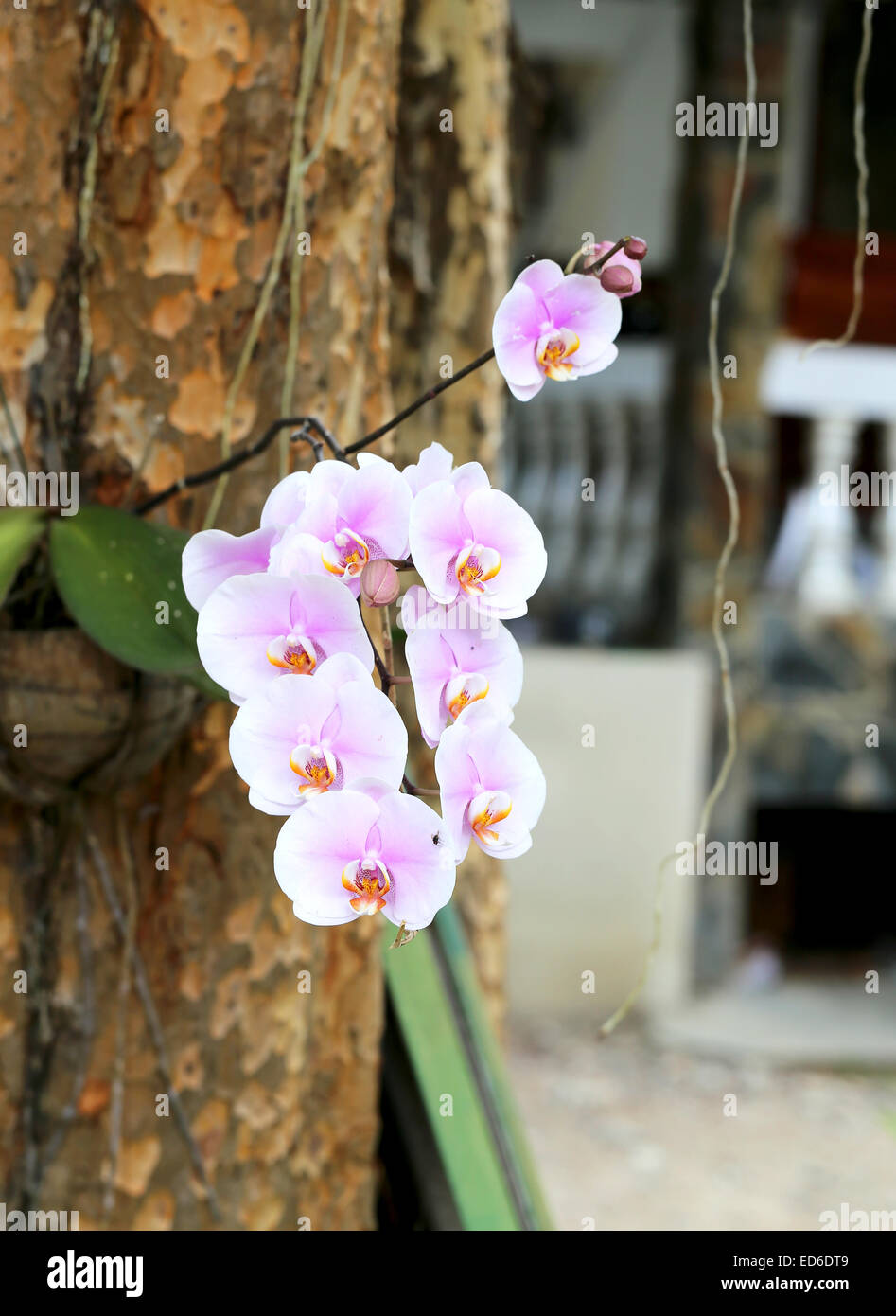 Tropical tree flowers hi-res stock photography and images - Alamy