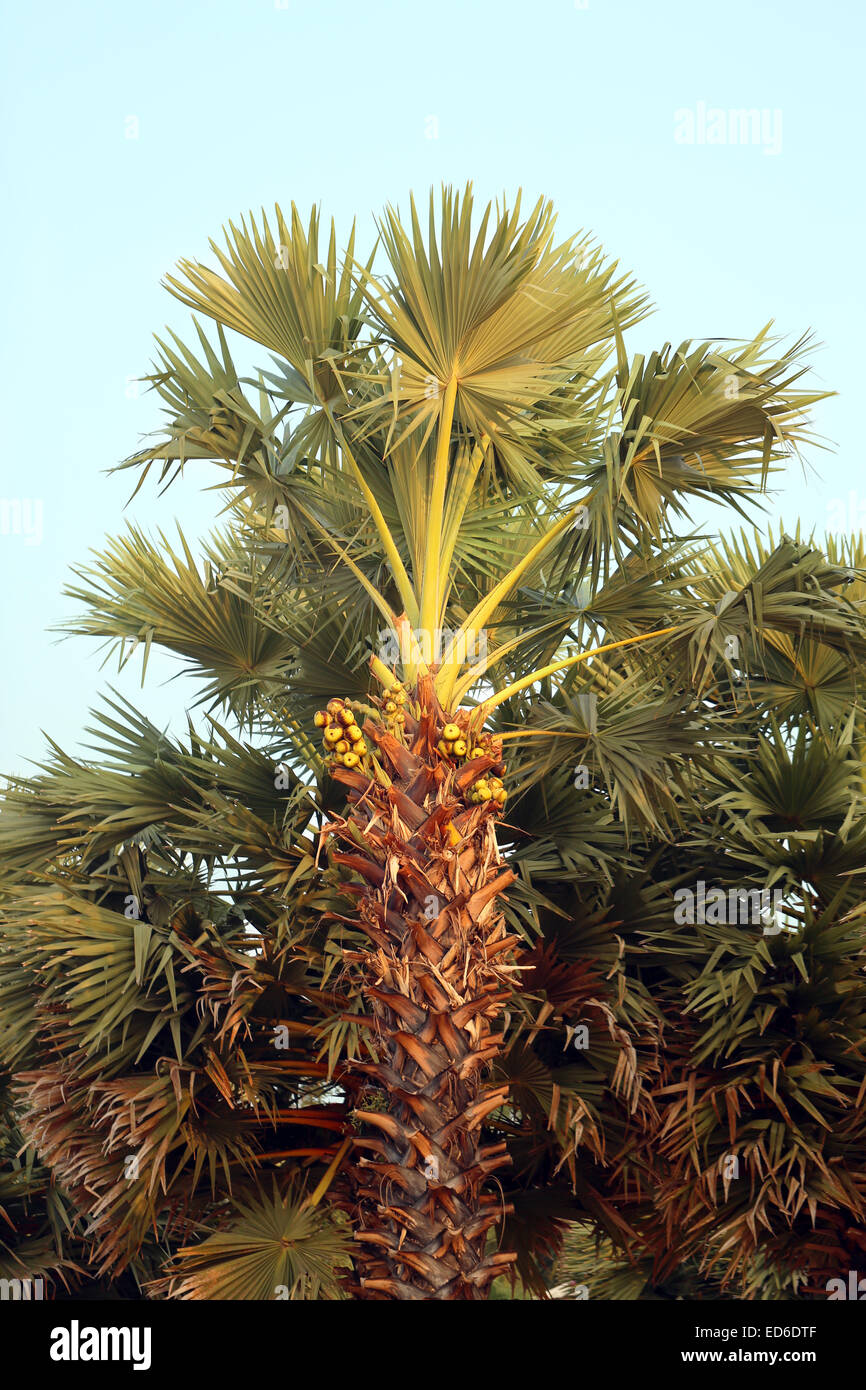 Tropical palm trees hi-res stock photography and images - Alamy