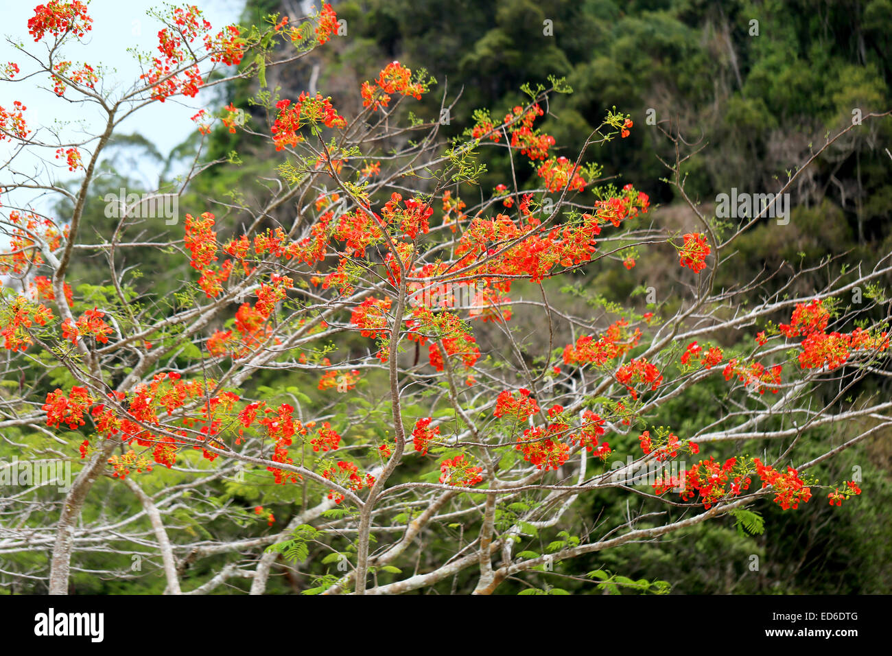 Tropical flowers on a tree photographed close-up Stock Photo - Alamy