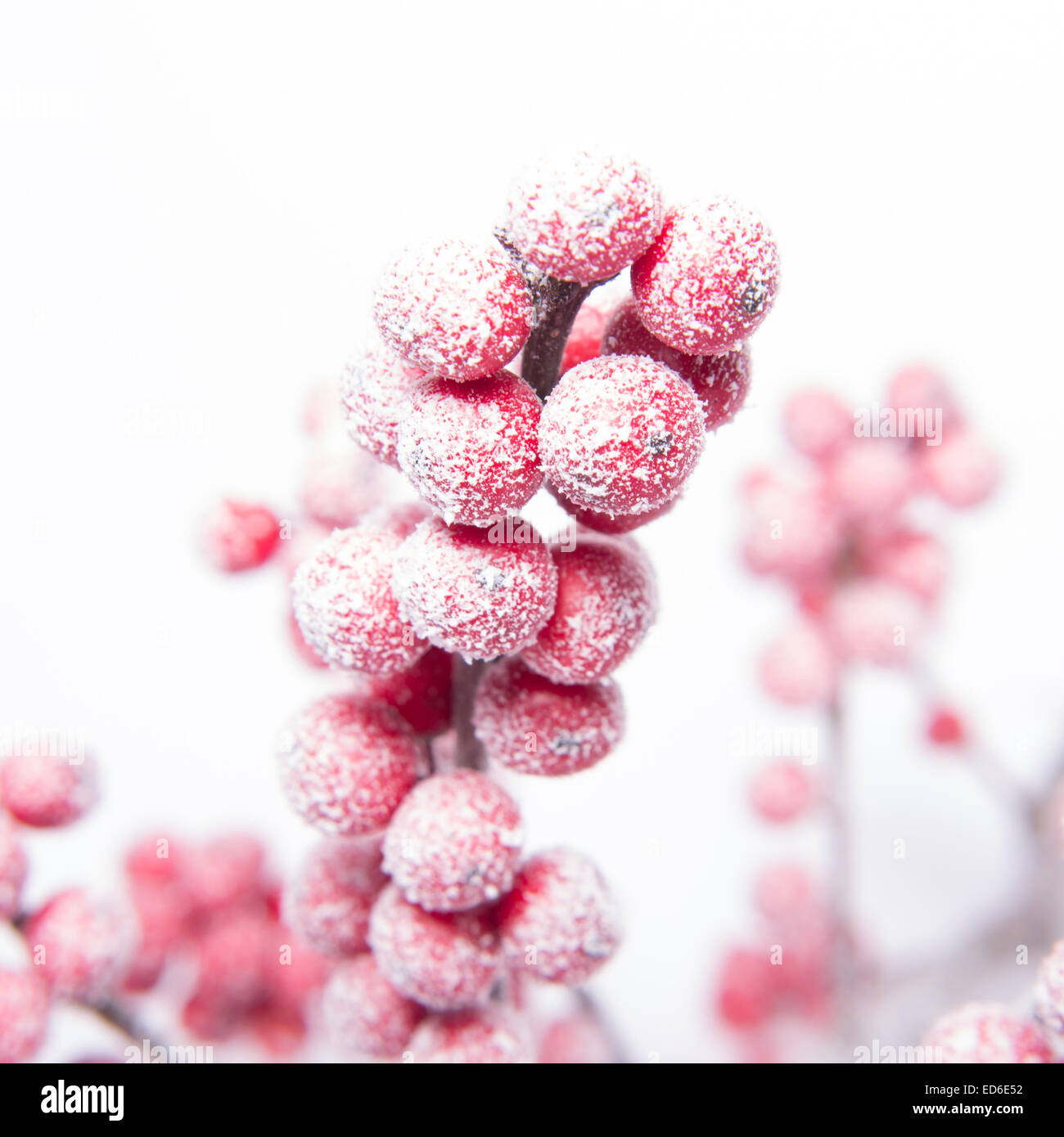 Rowanberry hi-res stock photography and images - Alamy
