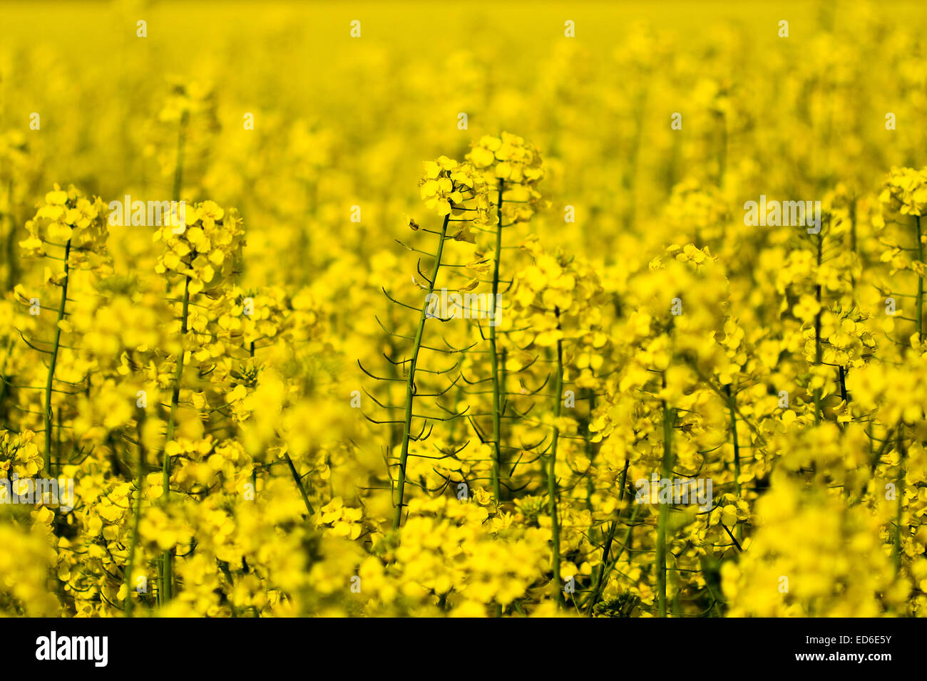 Field full of yellow rape seed Stock Photo - Alamy