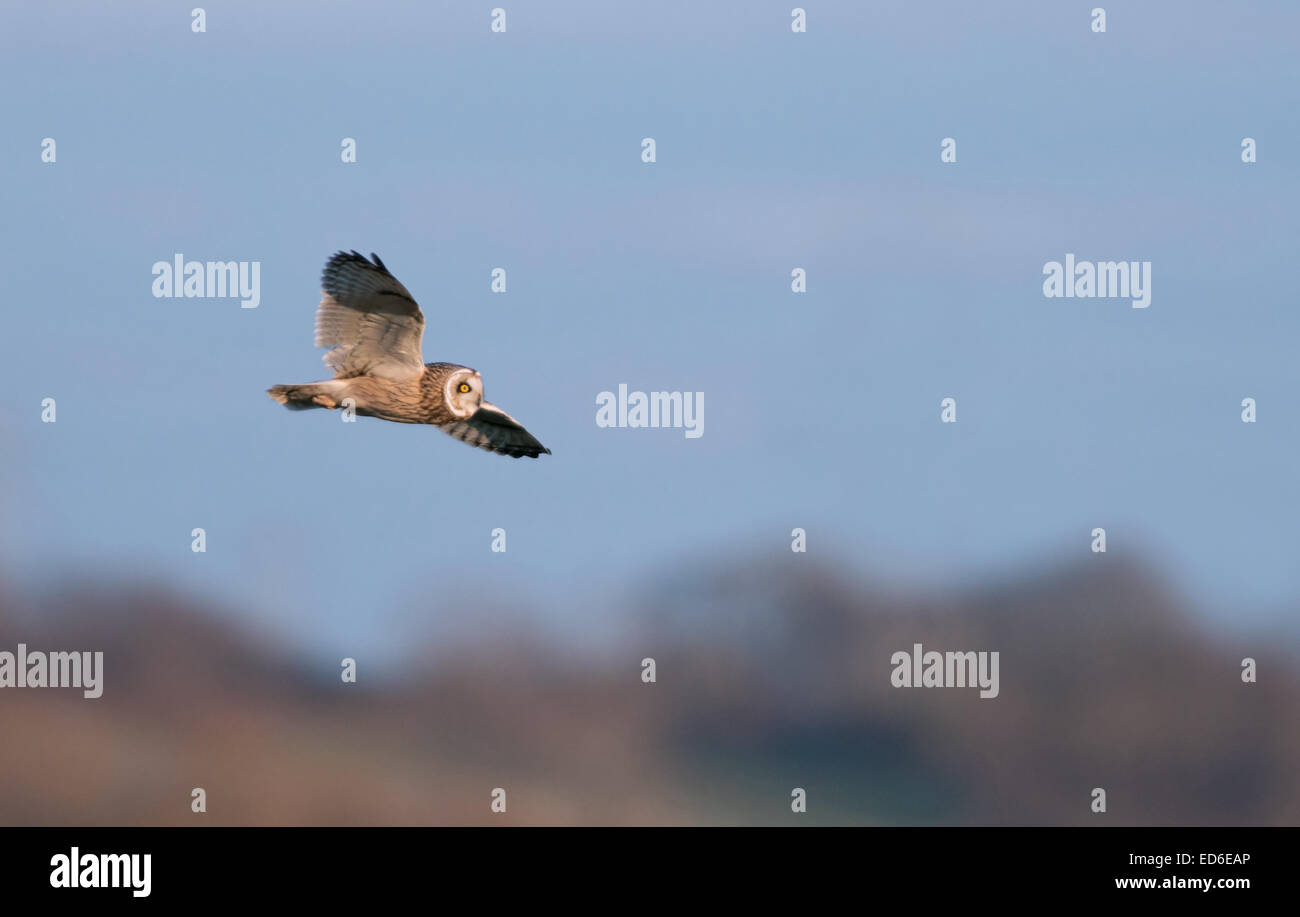 Short-eared Owl-Asio flammeus in flight in search of food. Uk Stock ...