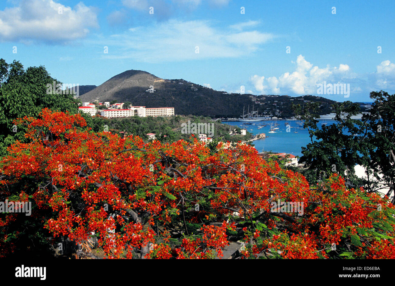 Flaming flamboyant tree with Bluebeard's Castle Hotel overlooking ...