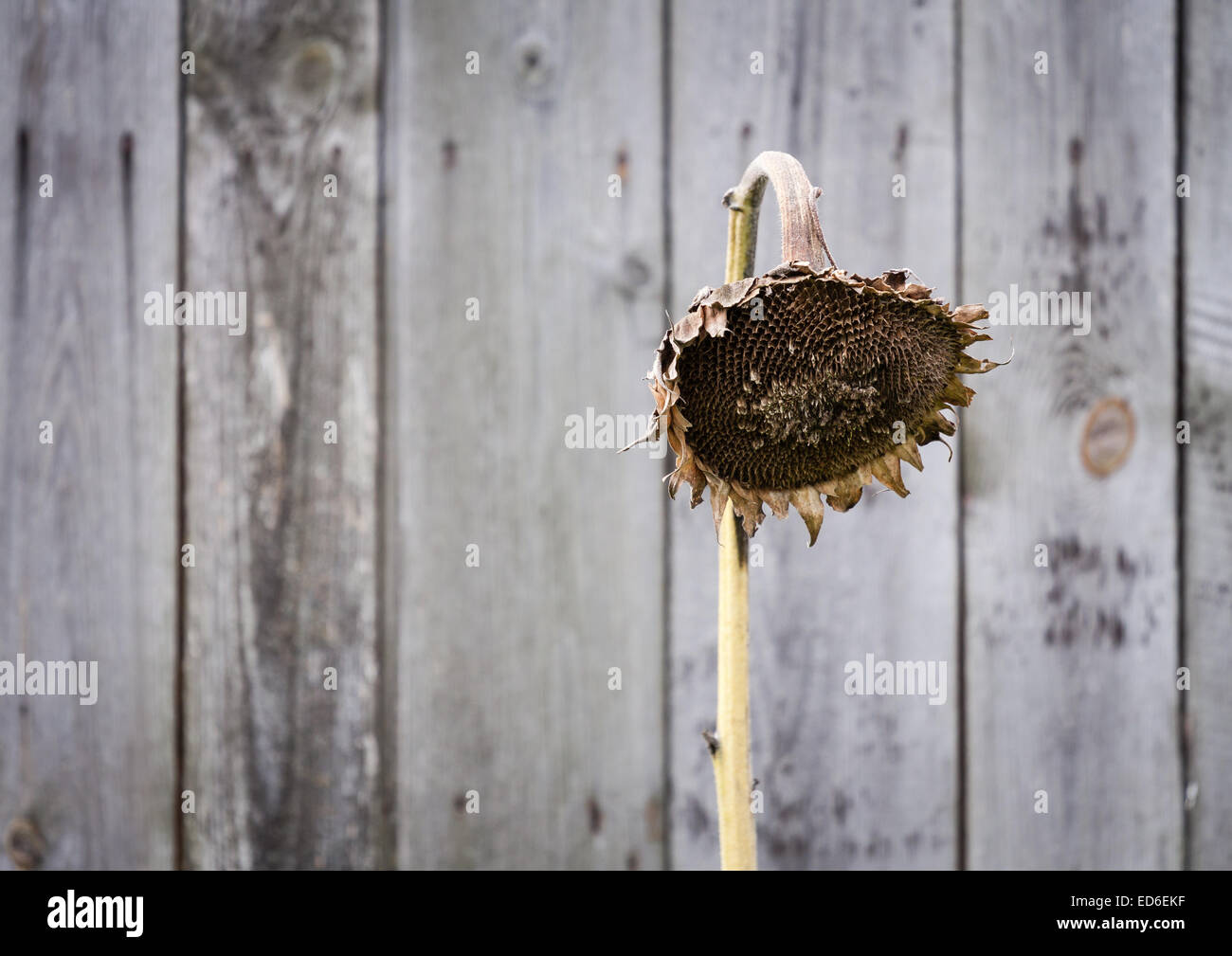 One empty sunflower plant with lost blossom and few seeds on wooden ...