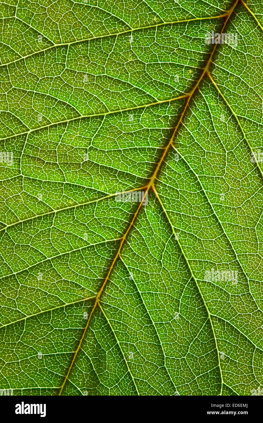 Vertical lines background spring hi-res stock photography and images ...