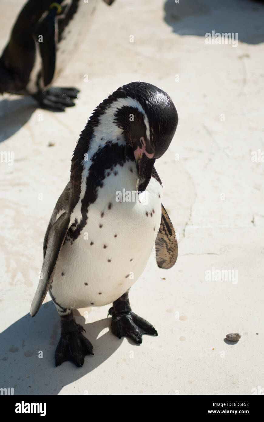 Emperor penguin head hi-res stock photography and images - Alamy