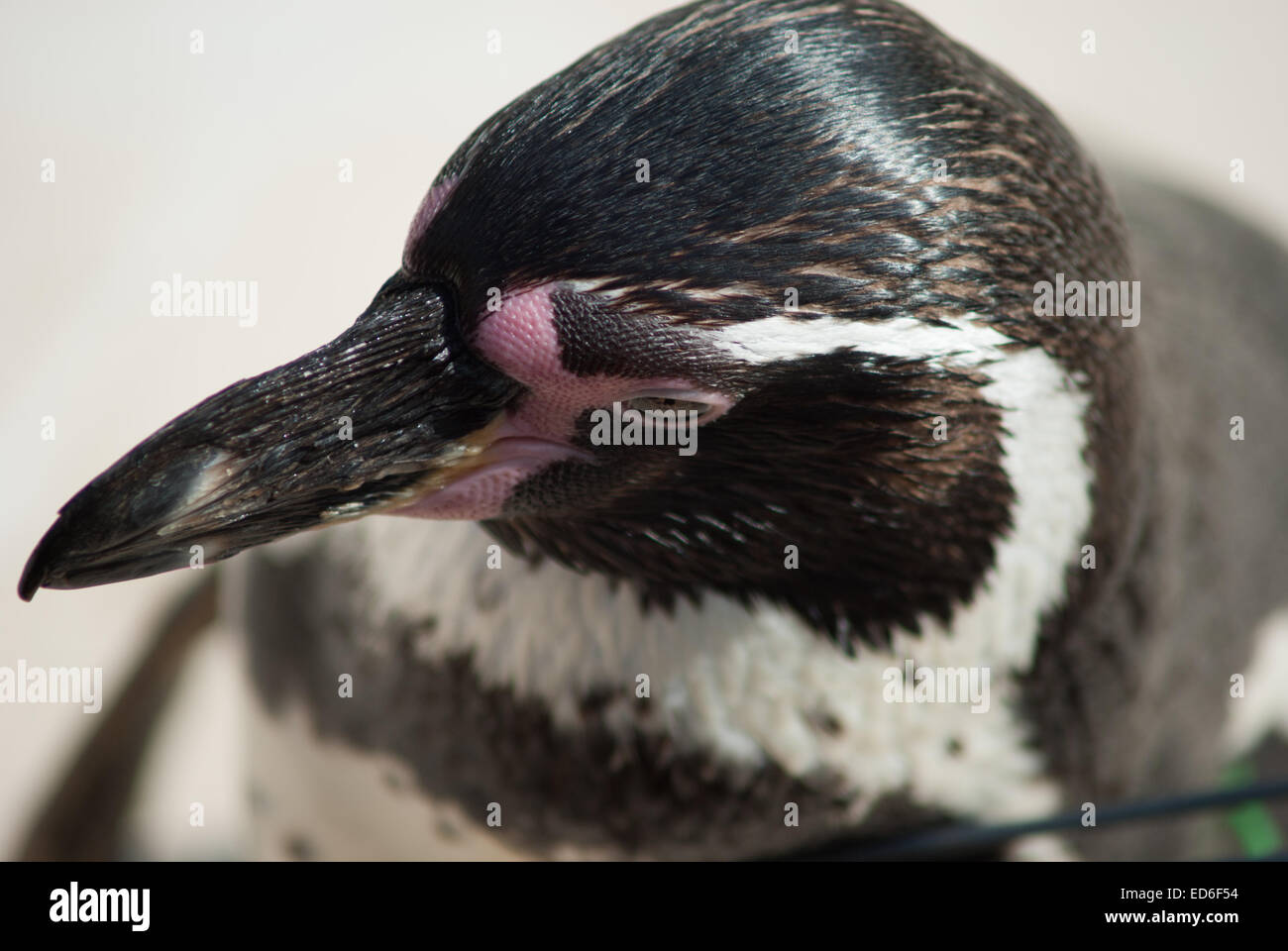 Penguin. Detail in the beak and head Stock Photo - Alamy