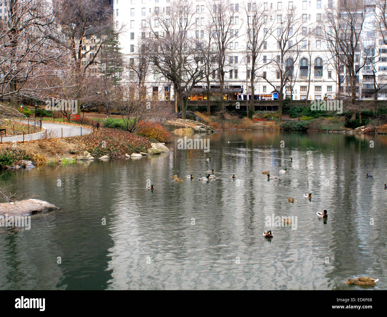 Central park birds hi-res stock photography and images - Alamy