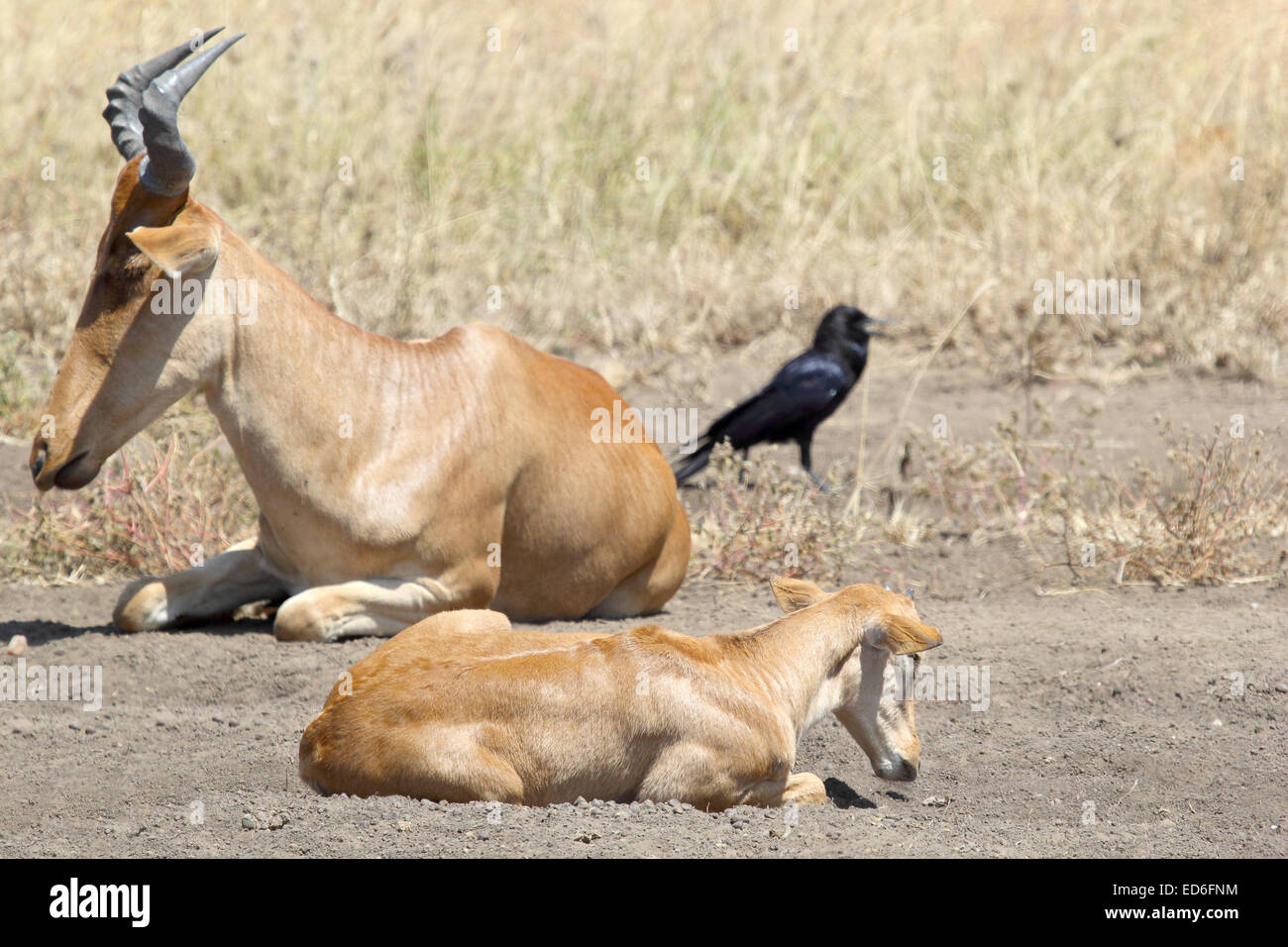 Hartebeest adult and young hi-res stock photography and images - Alamy