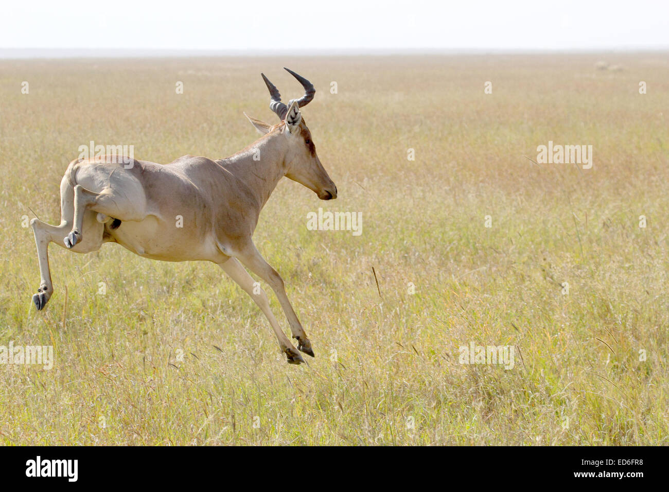 Antelope jumping hi-res stock photography and images - Alamy