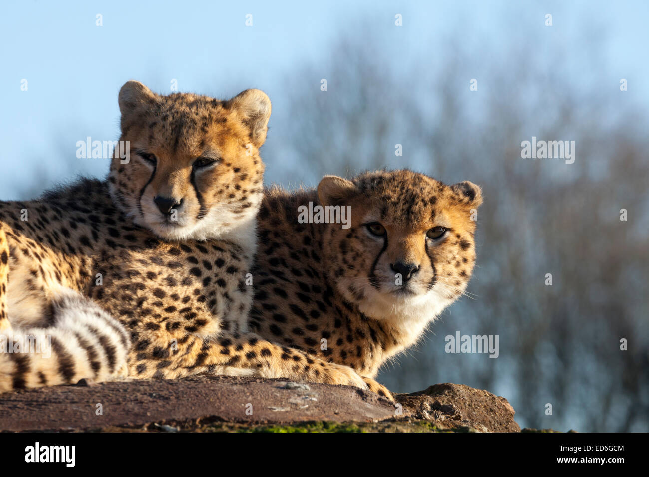Two cheetahs huddle together on a sunny afternoon at ZSL Whipsnade in ...