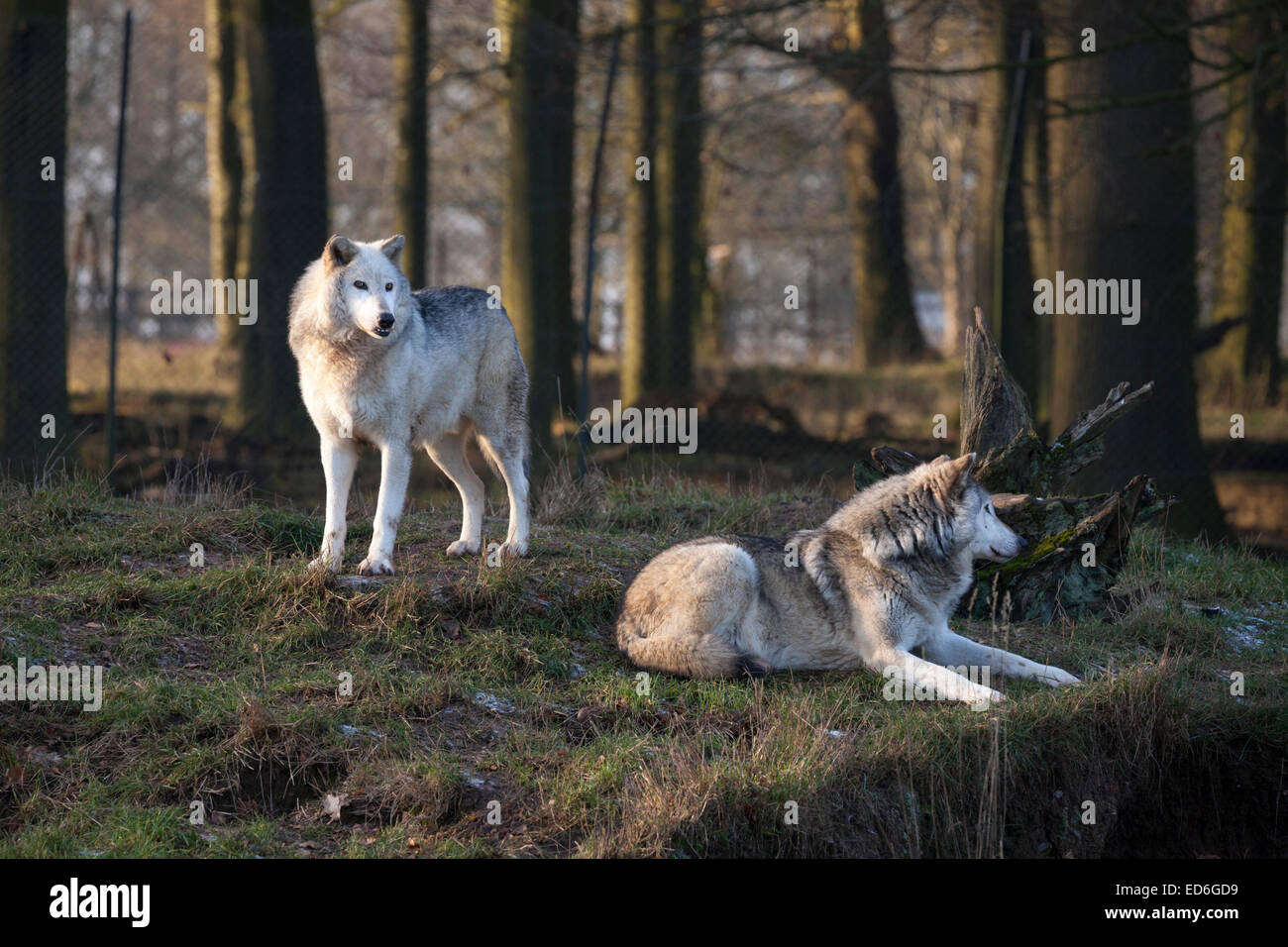 Two gray wolves (Canis lupus) rest in the late afternoon sun on a ...