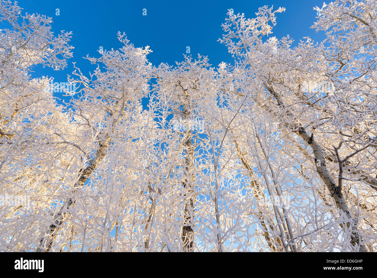 Snow on poplar trees Stock Photo - Alamy