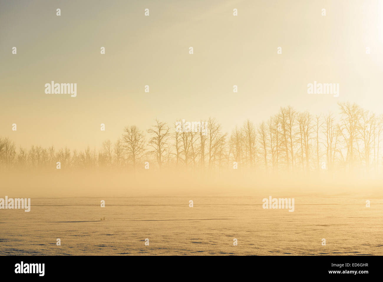 Amber beauty tree hi-res stock photography and images - Alamy