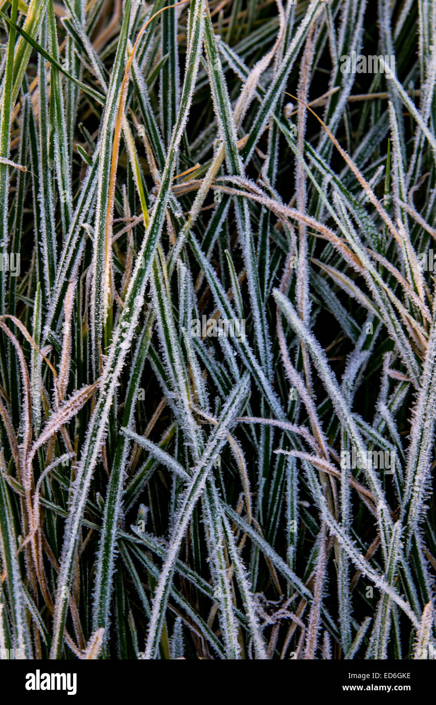 Grass covered in hoar frost ice crystals Stock Photo - Alamy