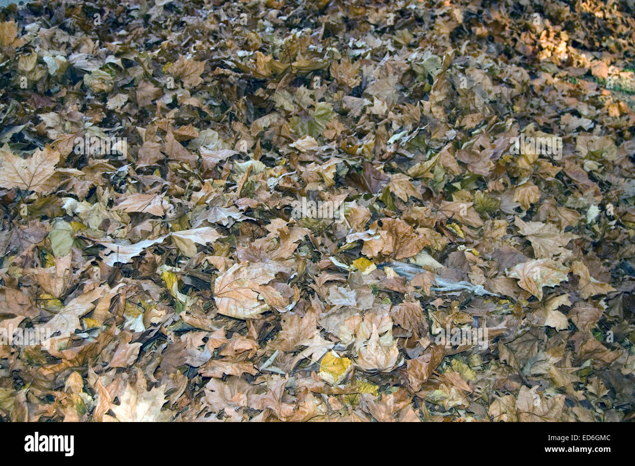 Colorful fallen leaves in the park Stock Photo - Alamy