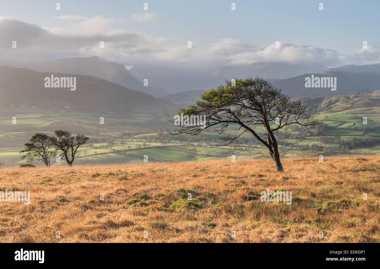 Trees on Great Mell Fell, with Matterdale and Gowbarrow in the ...