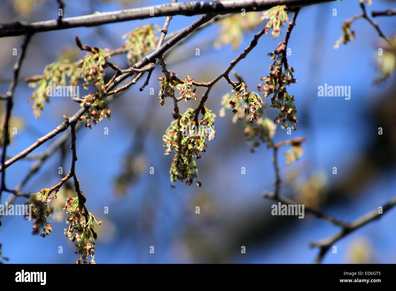 Small seeds hanging off a tree on a beautiful clear day Stock Photo - Alamy