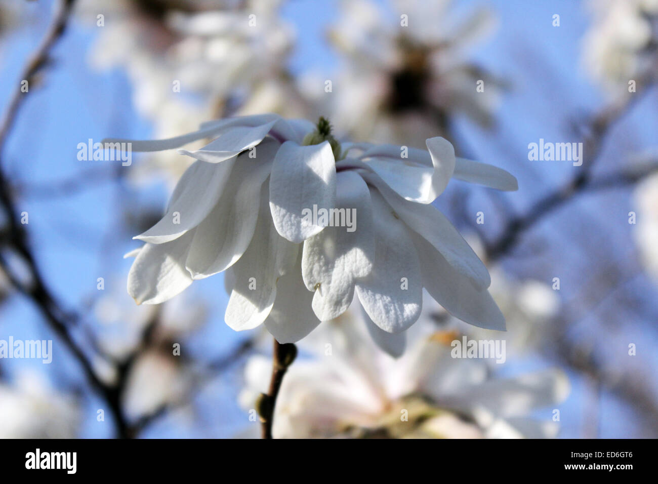 Droopy flower hi-res stock photography and images - Alamy