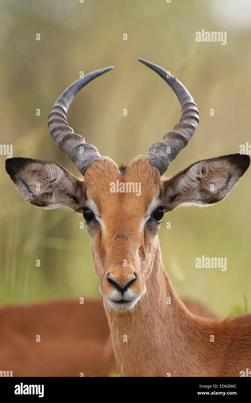 A male impala inside the Kruger National Park in South Africa Stock ...