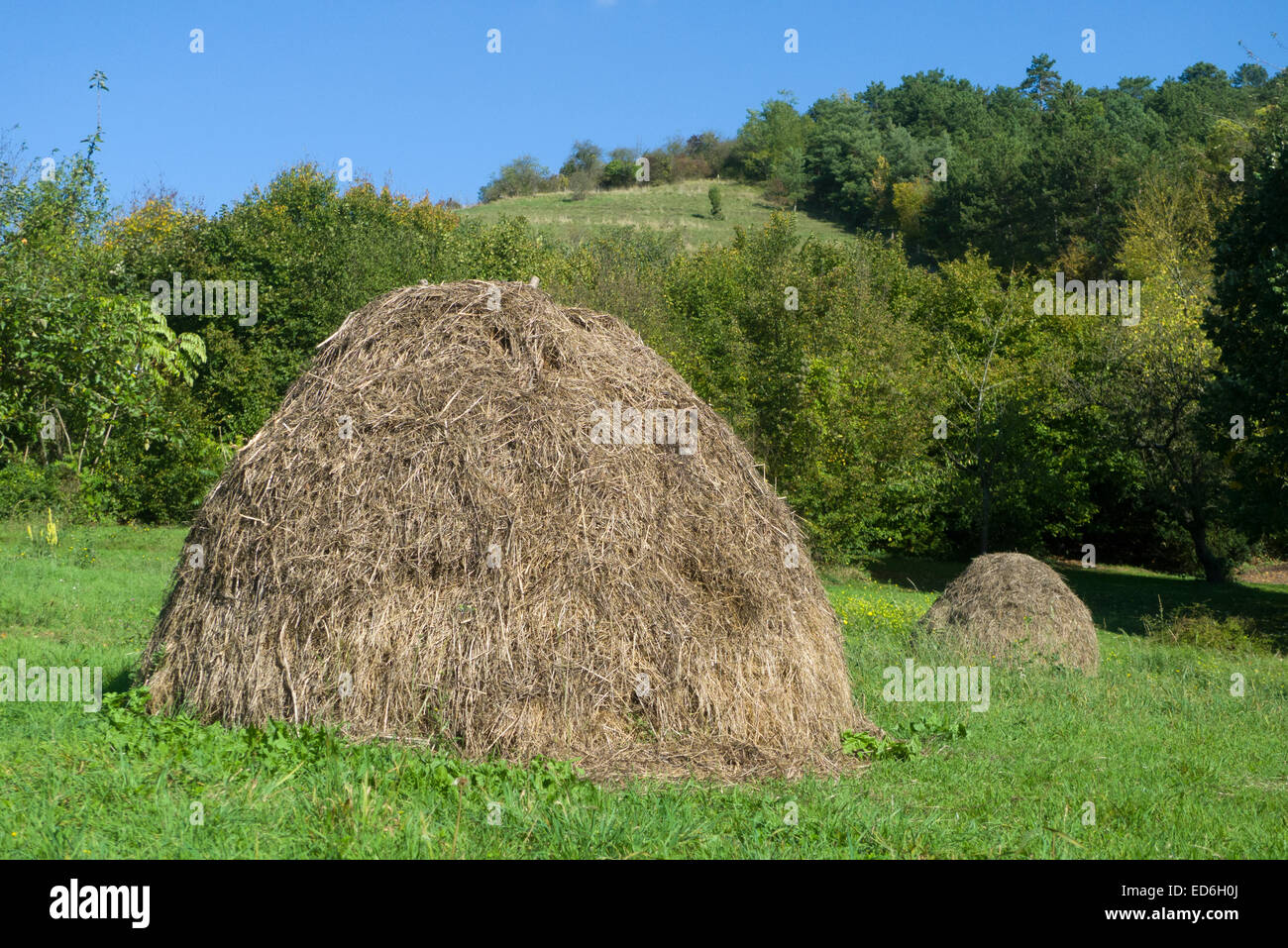Haystacks in a field at Giverny, Normandy, France (old-fashioned ...