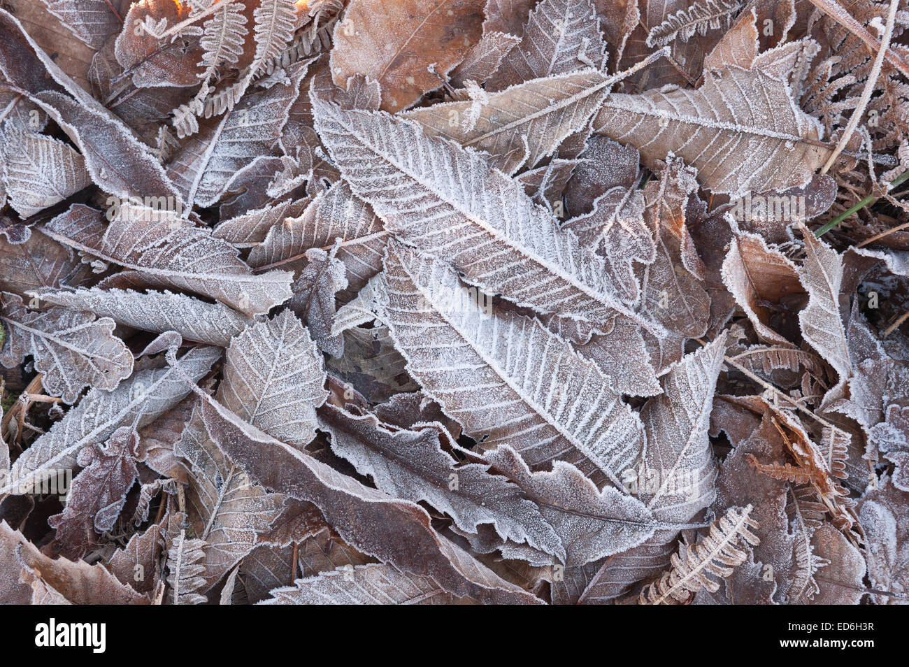 heavy hoar frost coating leaves fronds of bracken depicting freezing ...
