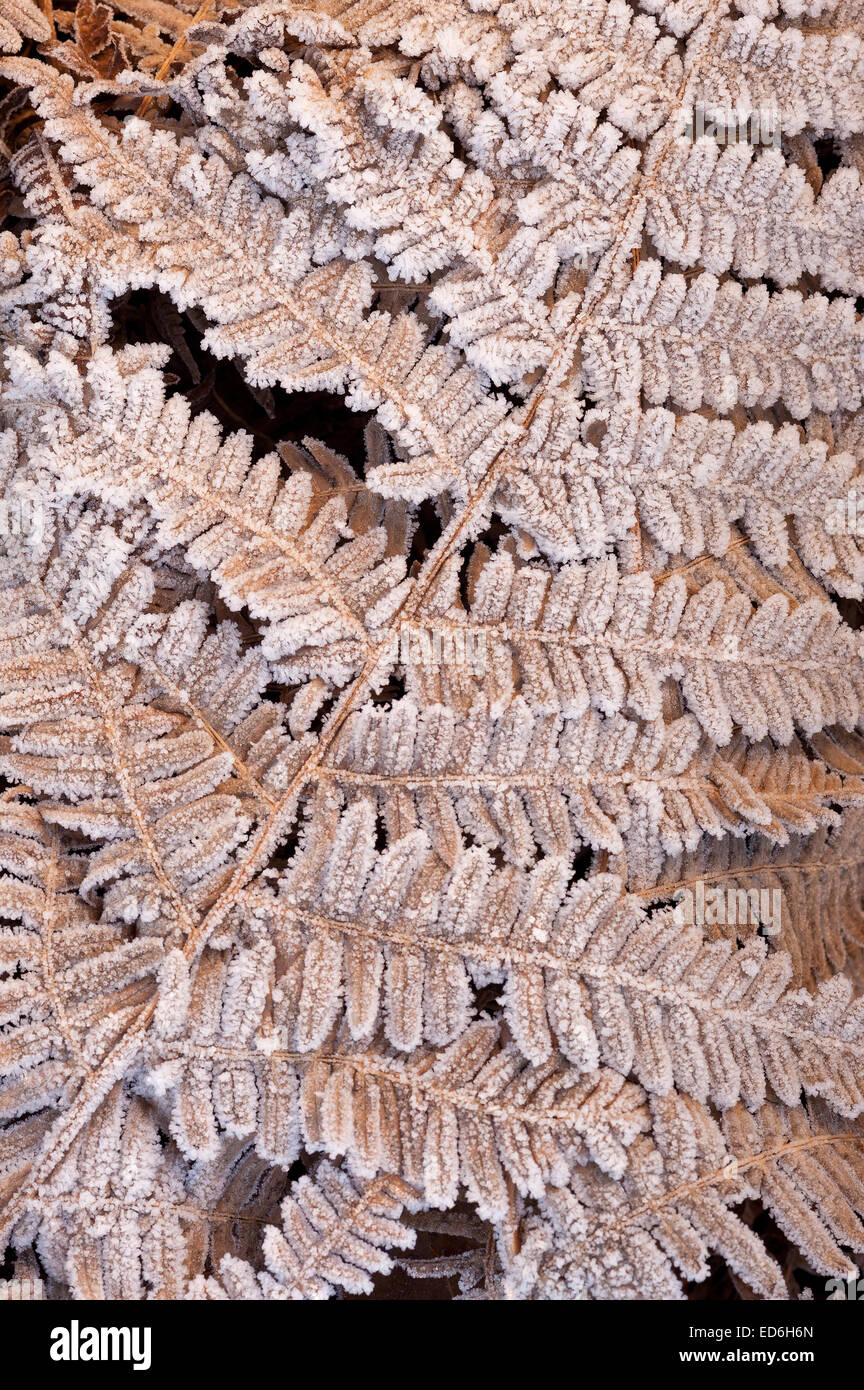 Bracken outline hi-res stock photography and images - Alamy