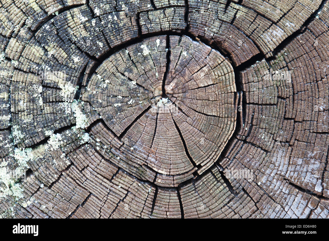 Medullary rays hi-res stock photography and images - Alamy