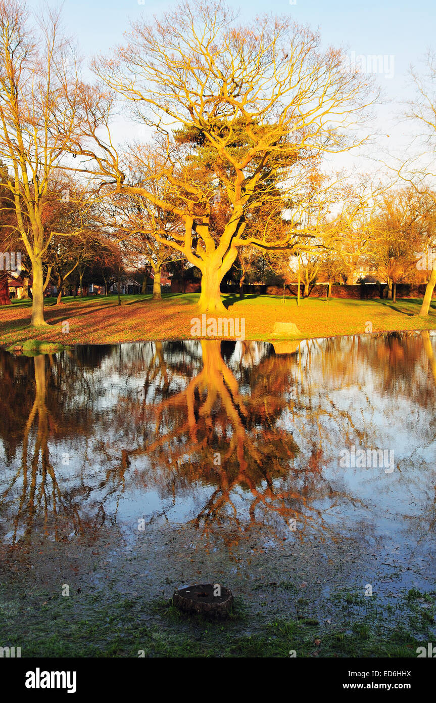 Reflection of trees at Oulton Broad, Norfolk, UK Stock Photo - Alamy