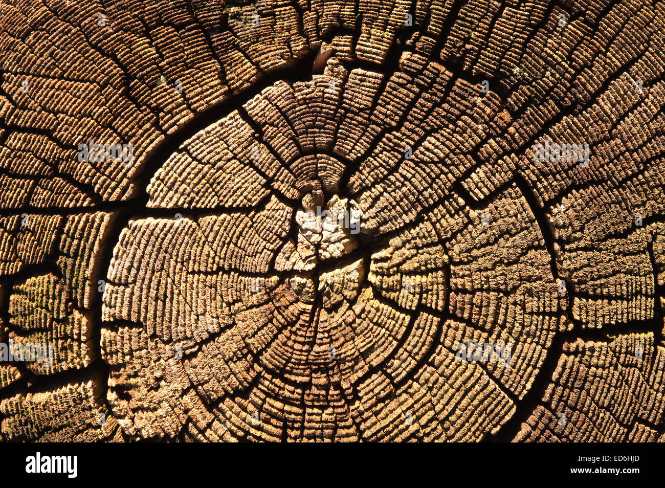 Tree trunk wood medulla hi-res stock photography and images - Alamy