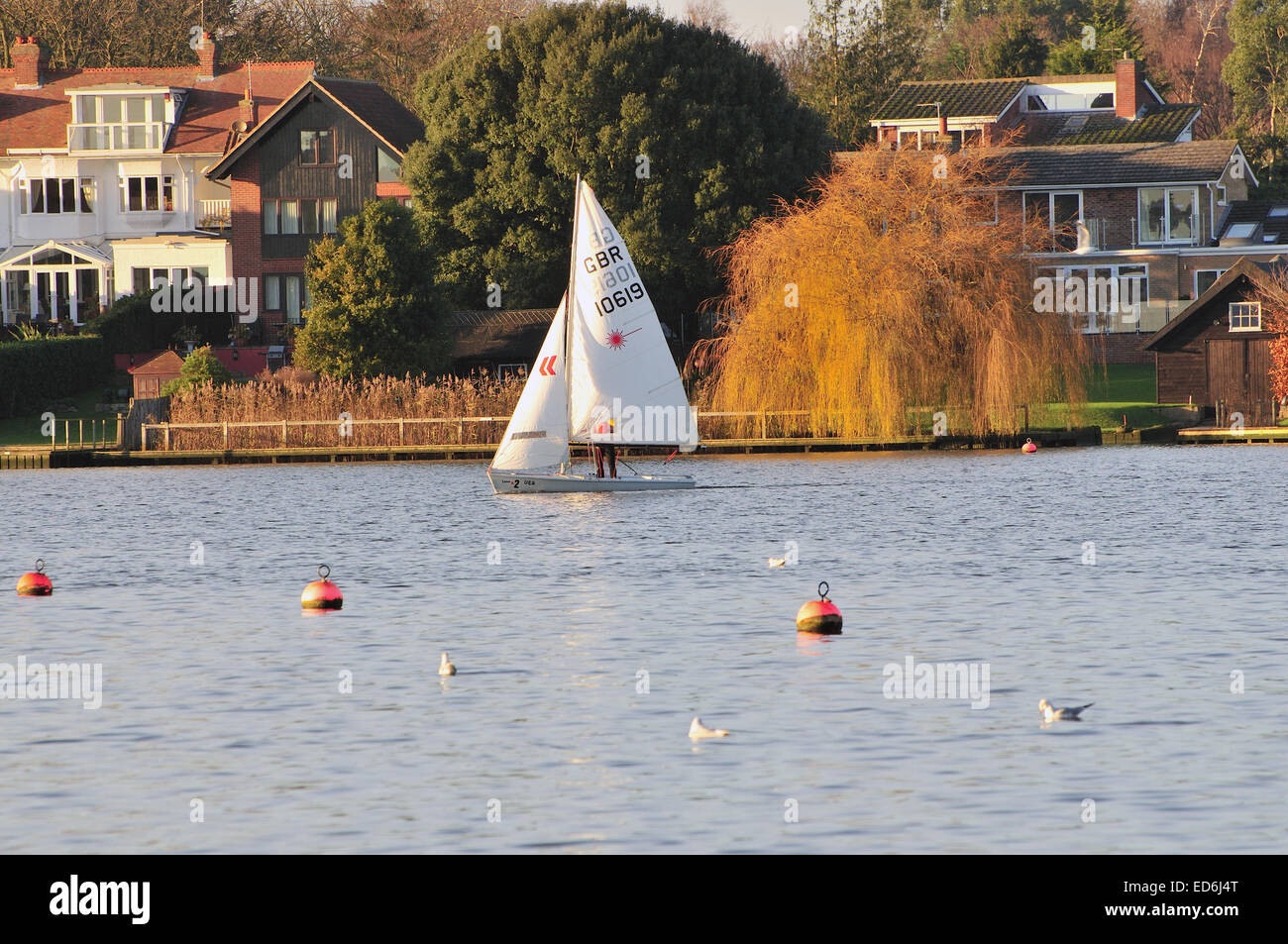 Duck broad norfolk broads hi-res stock photography and images - Alamy