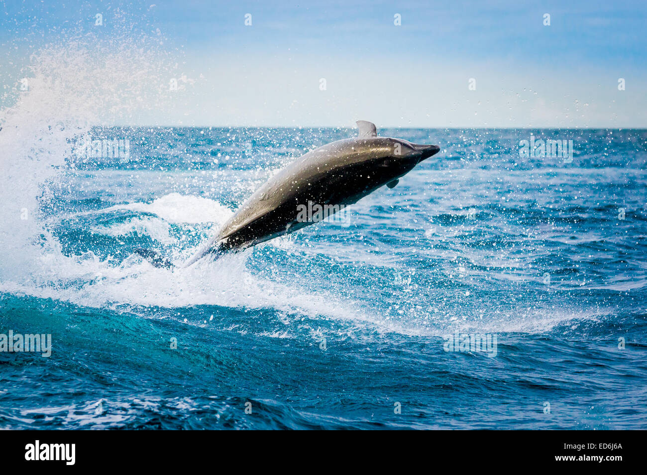 beautiful playful dolphin jumping in the ocean Stock Photo - Alamy