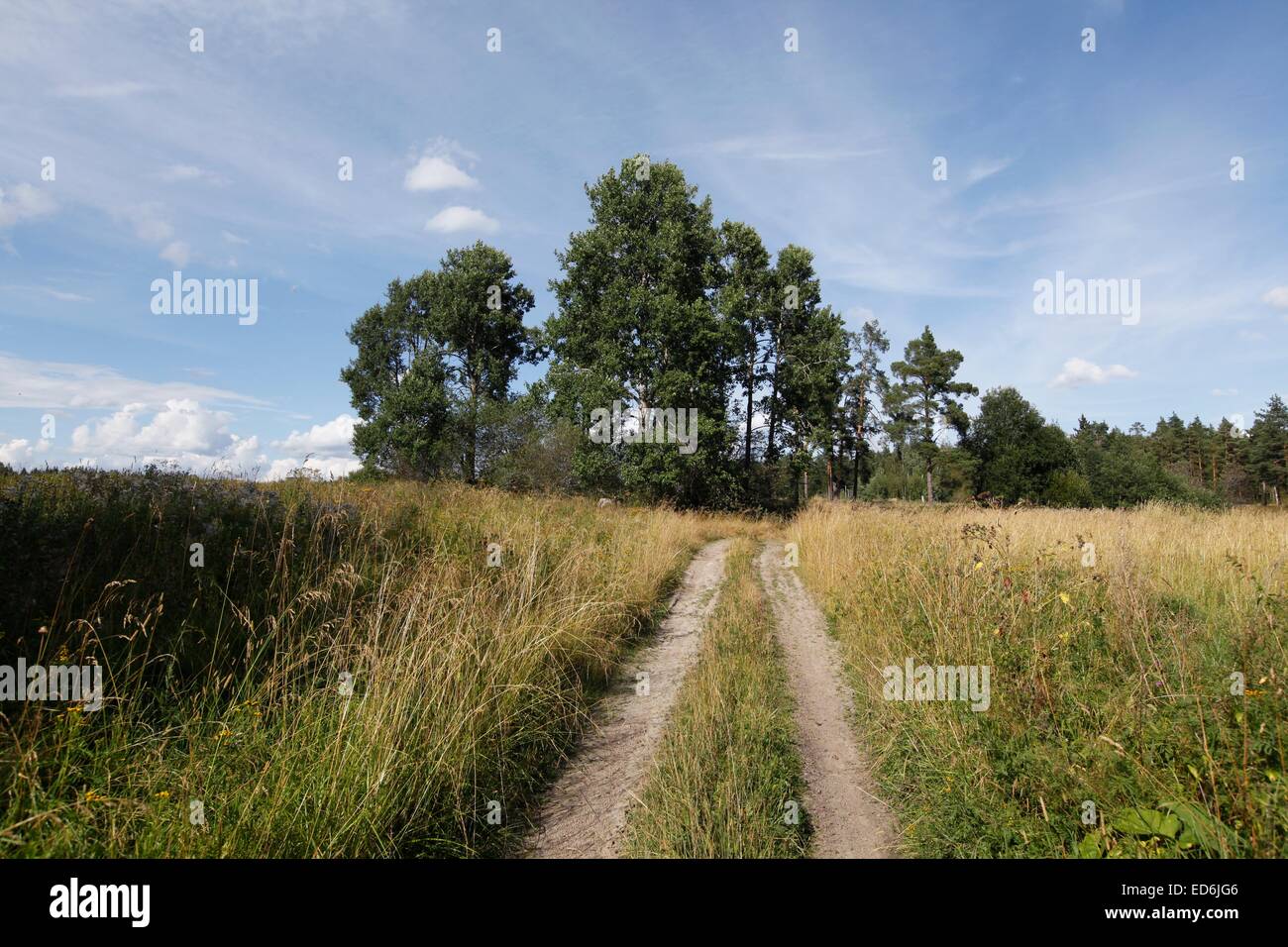 Russian countryside in summer Stock Photo - Alamy