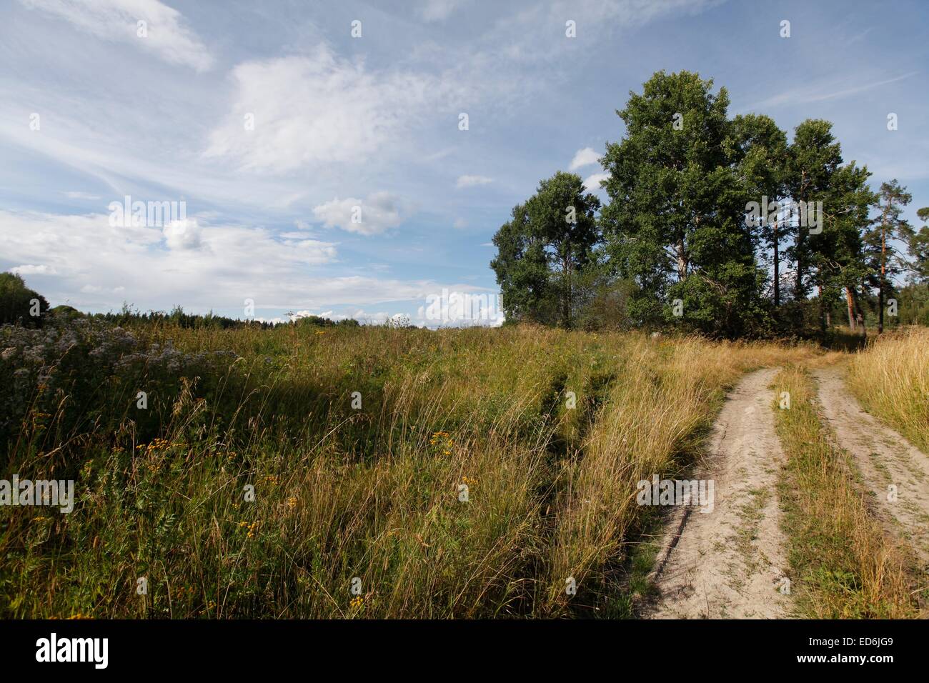 Russian countryside in summer Stock Photo - Alamy