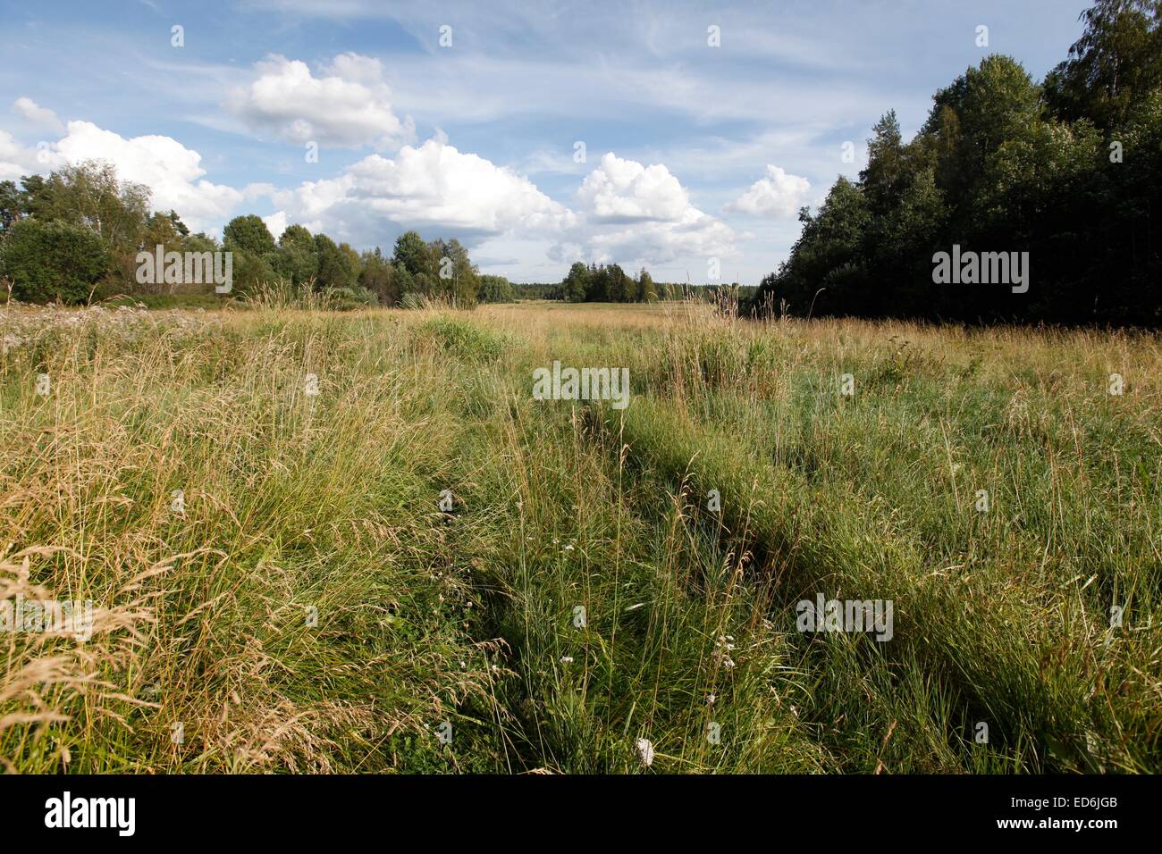 Russian countryside hi-res stock photography and images - Alamy