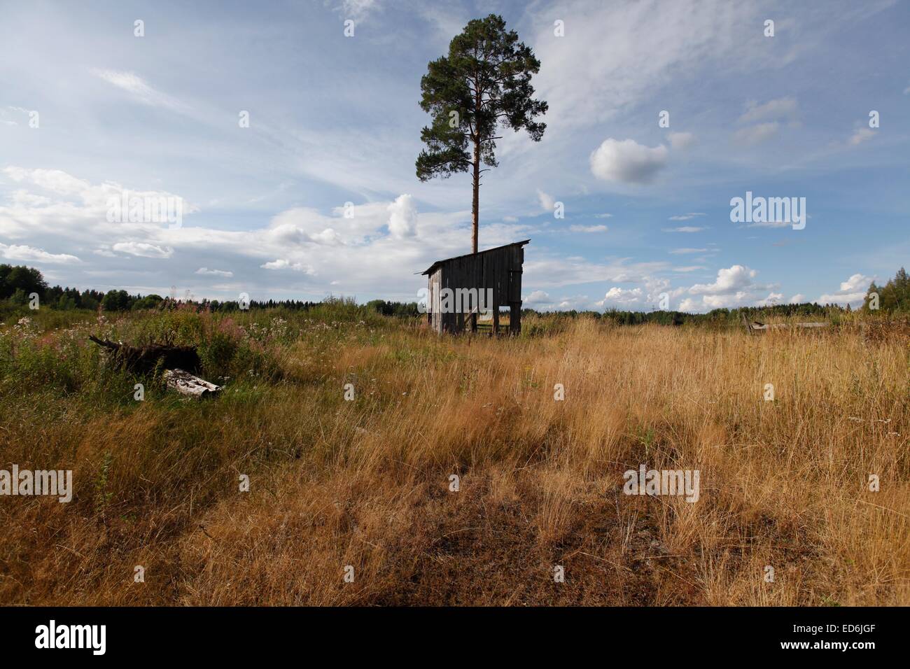Russian countryside in summer Stock Photo - Alamy