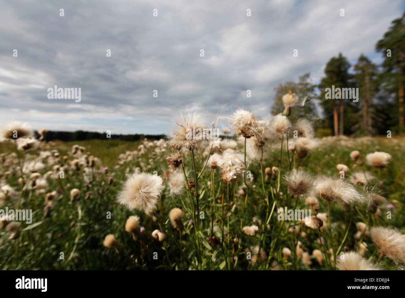 Ruderal hi-res stock photography and images - Alamy