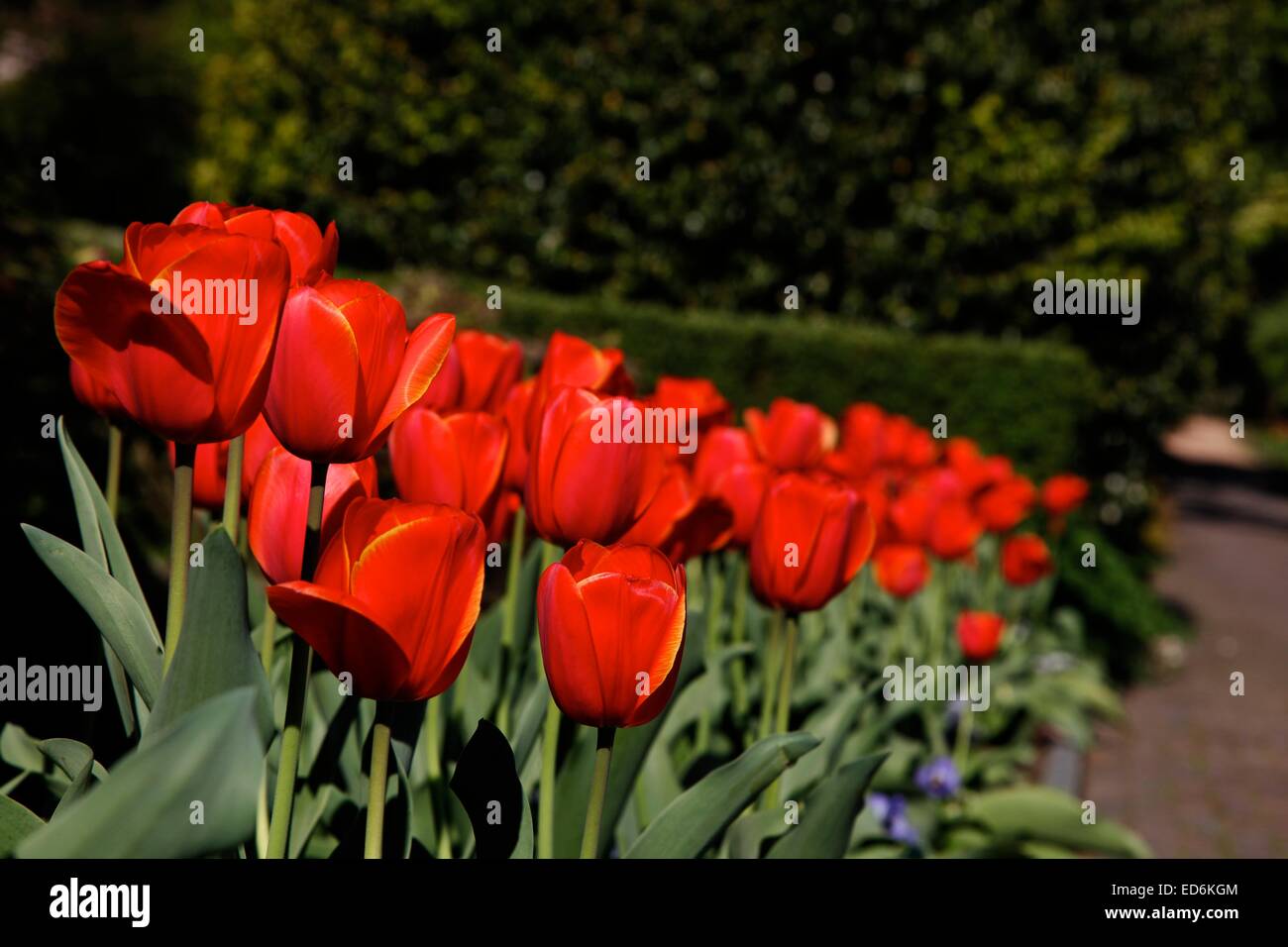 Tulips in spring in the Villa Taranto Botanical Garden Stock Photo - Alamy