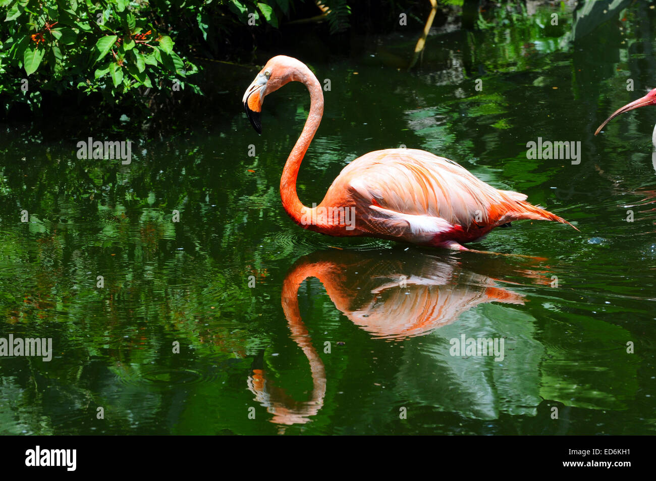 Exotic flamingo in natural environment - South Florida Stock Photo - Alamy