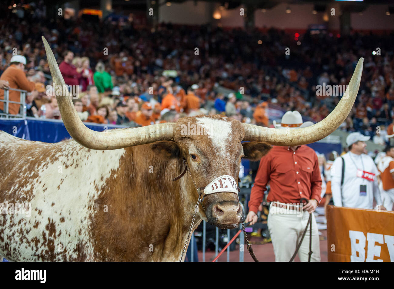 Houston, Texas, USA. 29th Dec, 2014. Texas mascot Bevo prior to the ...
