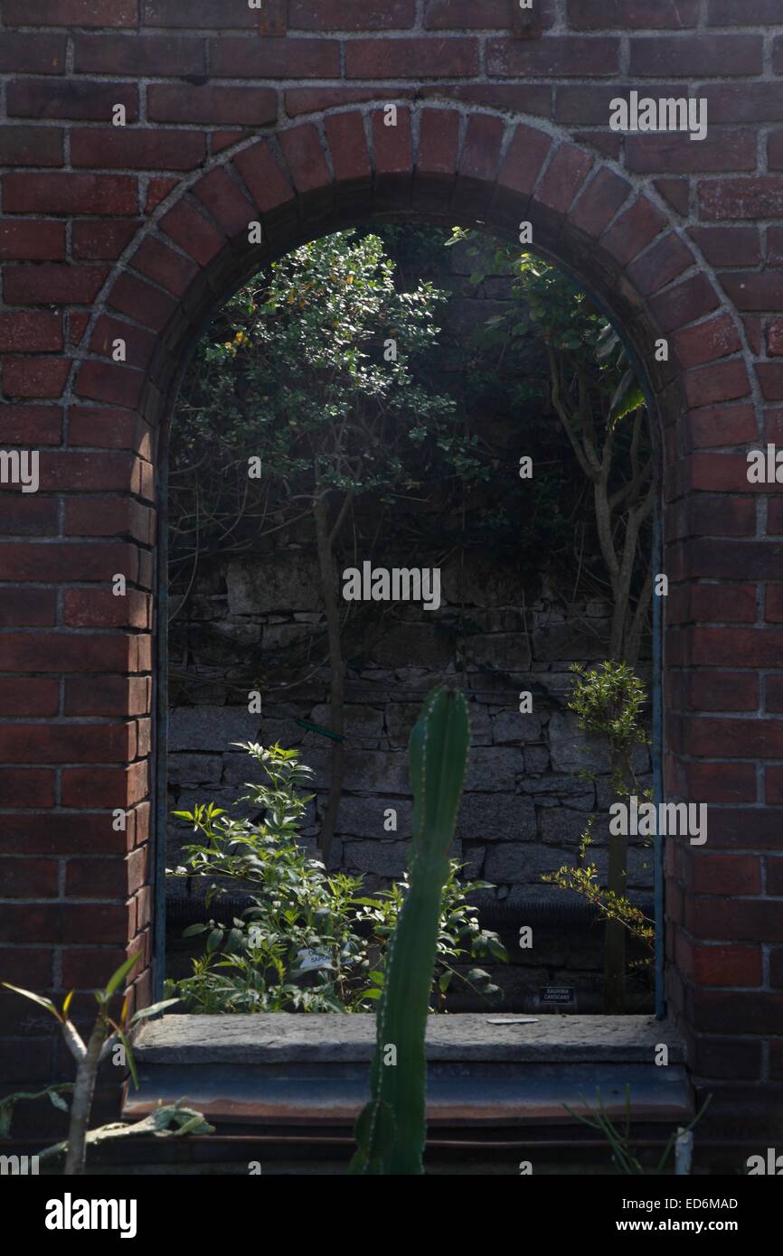 A cactus in a window Stock Photo - Alamy