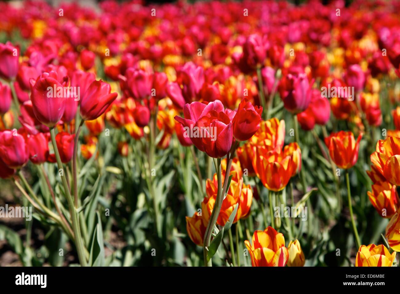 Tulips in spring in the Villa Taranto Botanical Garden Stock Photo - Alamy