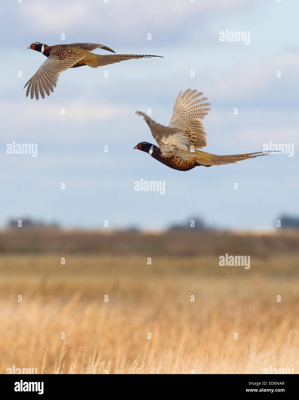 Ringneck pheasant hi-res stock photography and images - Alamy