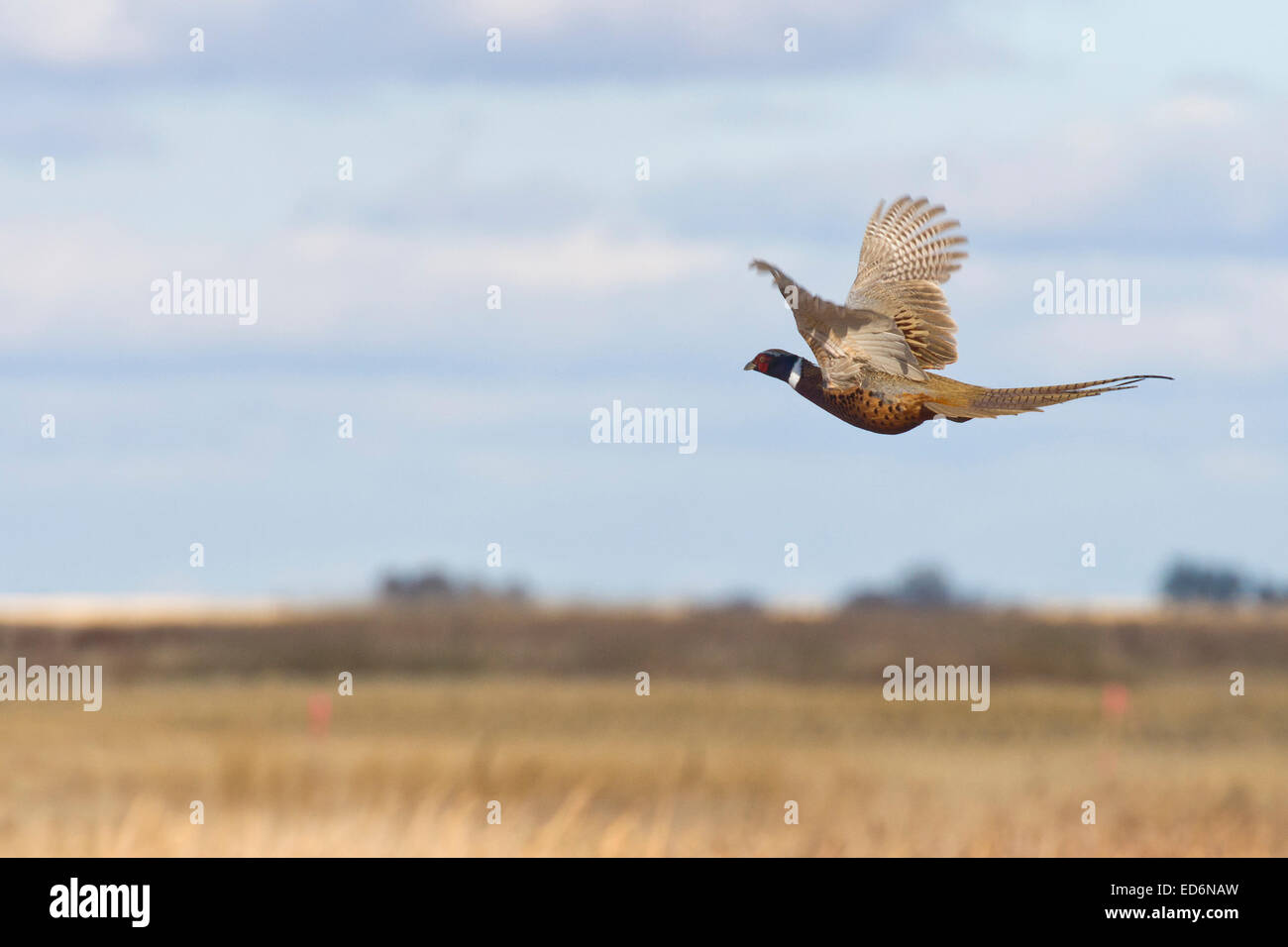 Flying Ringnecked Pheasant Stock Photo - Alamy